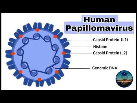 Hpv Virus Structure Diagram