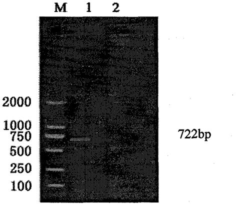 Method For Producing Type 2 Capsid Protein Grain Vaccine Of Porcine Circovirus By Pichia