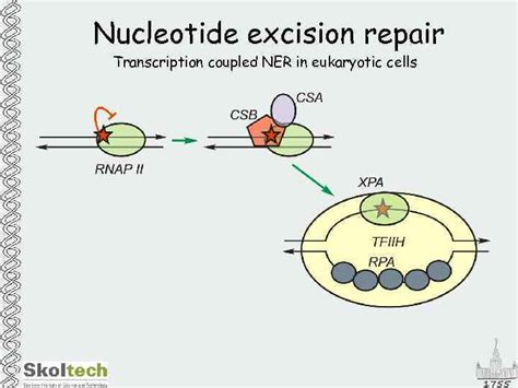 Msu Skol Tech Dna Repair Dna