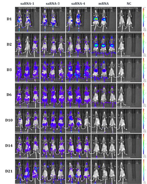 自扩增rna合成服务 更高蛋白表达，更低给药剂量 金斯瑞