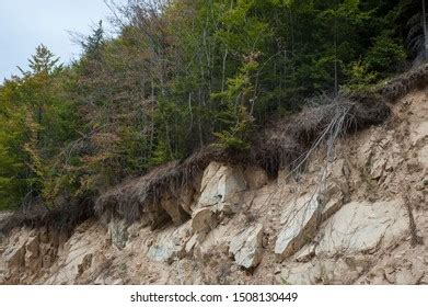 Open Trees Roots Due Landslides Soil Stock Photo Shutterstock