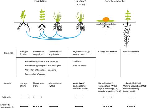Improving Intercropping A Synthesis Of Research In Agronomy Plant