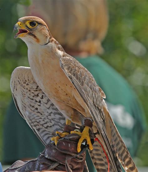 Pictures And Information On Lanner Falcon