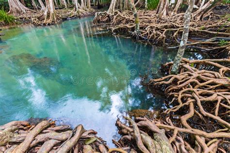 Tropical Tree Roots Or Tha Pom Mangrove In Swamp Forest And Flow Water Stock Photo Image Of
