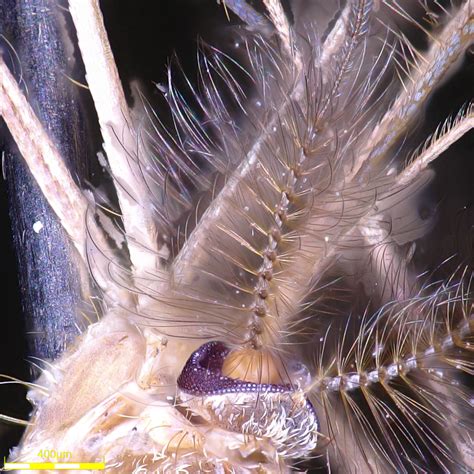 Imaging On The Fly—observing Medically Important Insects Using Digital