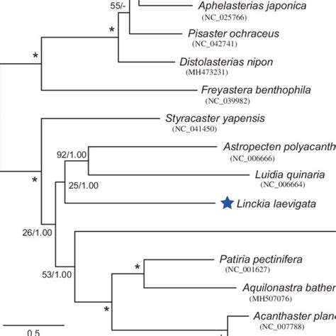 Maximum Likelihood Tree Based On The Concatenated Nucleotide Sequence Download Scientific