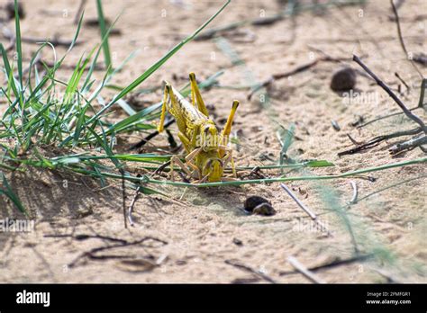Migratory Locust Swarm In Indialocust Are Related To Grasshopper Stock