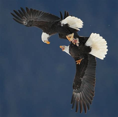 Bold Eagle Mating Dance Bald Eagles Mating Eagle Falling From Sky