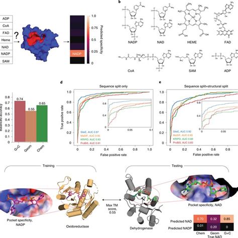 Deciphering Interaction Fingerprints From Protein Molecular Surfaces Using Geometric Deep