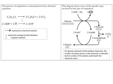 Equation For Yeast Fermentation At Adam Hebert Blog