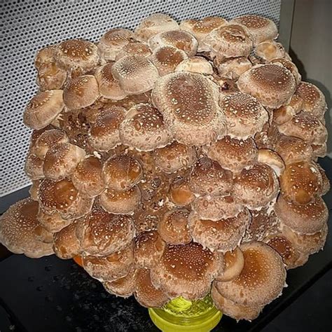 Shiitake Lentinula Edodes Wide Range Weather Strains