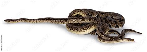 Two Morphs Of Ball Python Aka Python Regius Tangled Up And Living As