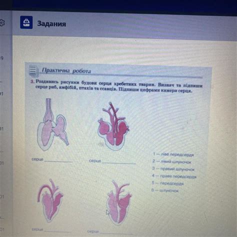 3 Роздивись рисунки будови серця хребетних тварин Визнач та підпиши серце риб амфібій птахів