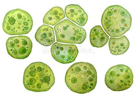 Alga Verde Unicelular Clorella Spirulina Con Células Grandes