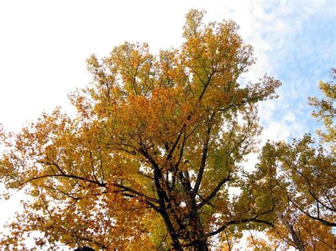 What Is The State Tree Of Indiana History Uses And Characteristics