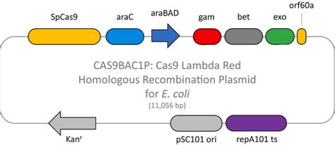 Cas9 Lambda Red Homologous Recombination Plasmid For E Coli