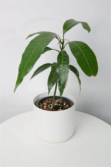 Tropical Fruit Trees The Green Grower