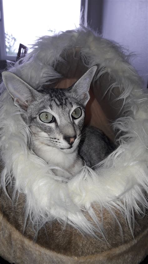 Benjymouse On Tumblr