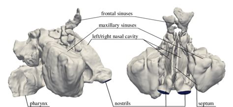 Three Dimensional Geometry Of Nasal Cavity N1 Side And Front View Download Scientific Diagram