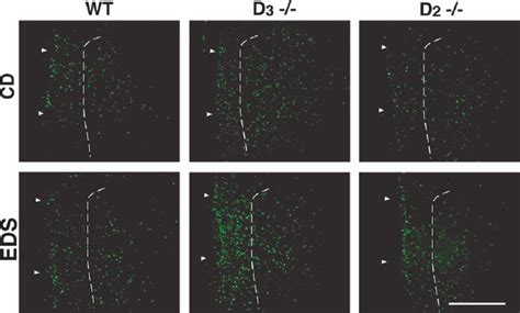 Expression Of Fos Immunoreactivity In The Mpfc Of Wildtype Wt And D 2