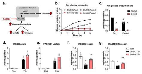 PCLS As An Ex Vivo Model Of GSD Type Ib A Schematic Representation Download Scientific