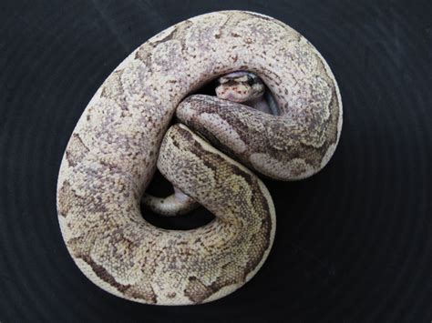 Thehanggingtree On Tumblr