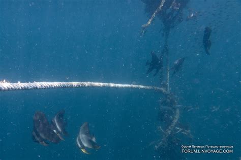 배경 화면 바다 마스크 물고기 수중 산호 섬 비키니 말레이시아 요트 태국 거대한 지느러미 다이빙 랑카위 집 밖의 소녀 대양 껍질 체인