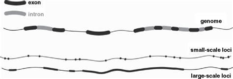 Loci And Genes Crumbling Genome The Impact Of Deleterious Mutations On Humans