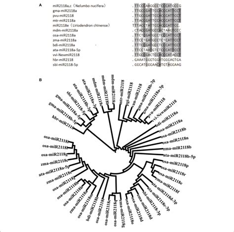 Sequence Alignment A And Phylogeny Analysis B For Vvi NewmiR Download Scientific