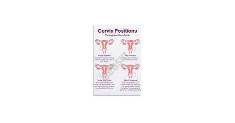 Cervix Position During Cycle