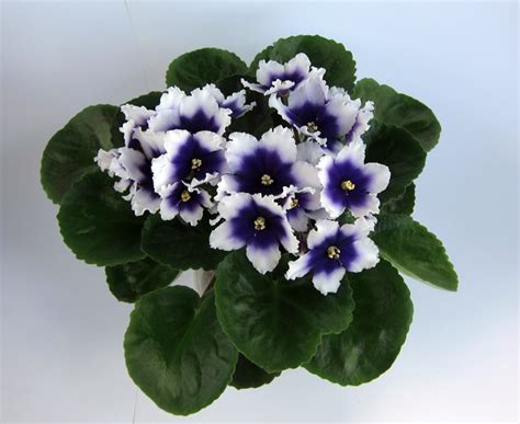 Разновидности Фиалок С Фотографиями —