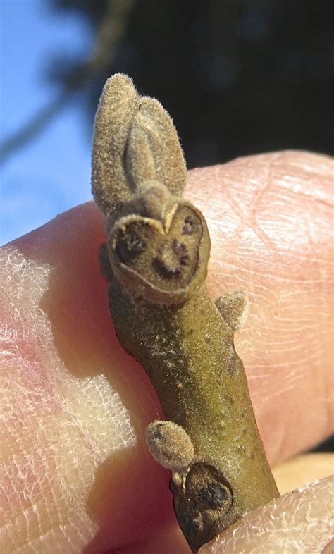 Black Walnut Black Walnut Identification