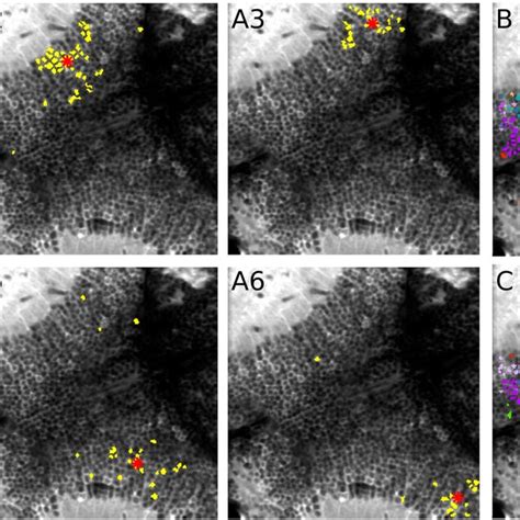 Spontaneously Emerging Neuronal Assemblies A16 Topographies Of Six Download Scientific