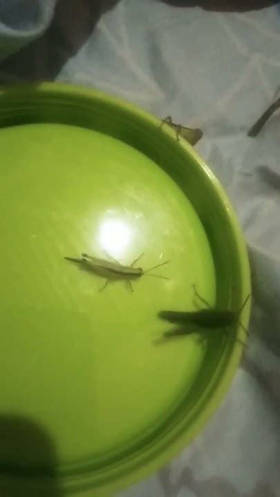 Grasshopper🦗 Youtube