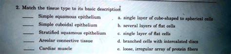 Solved Match The Tissue Type To Its Basic Descriptor Simple Squamous Epithelium Single Layer