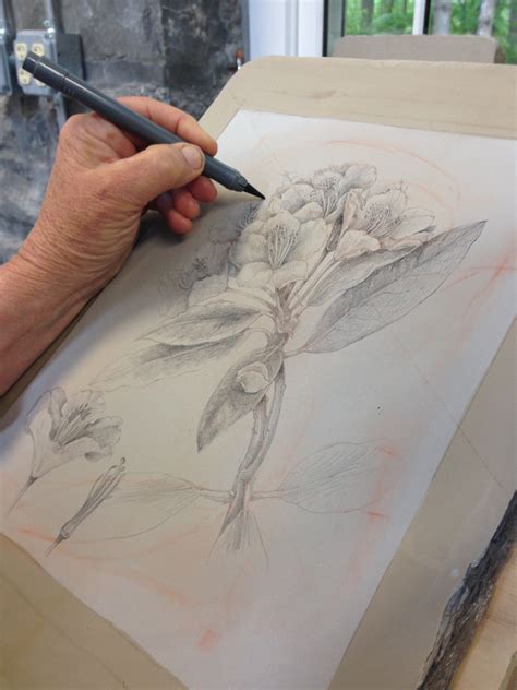 Drawing Botanical Illustration Experiments In Lithography Draw Botanical LLC