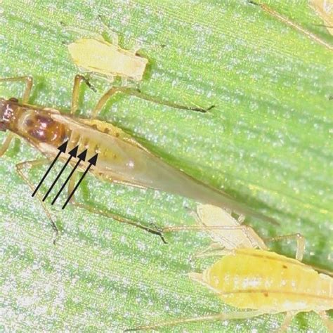Cereal Grass Aphids A Lightly Colored Apex Cauda B