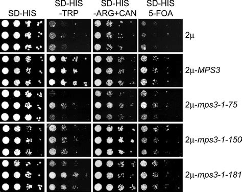 The Mps3 N Terminus Is Able To Rescue The Silencing Defect Of
