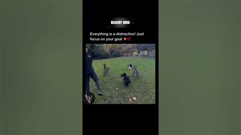 Focus On Your Goal 🥅 Shorts Shortvideo Short Youtubeshorts Youtube