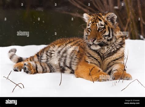 Siberianamur Tiger Cub Panthera Tigris Altaica Sitting In The Snow