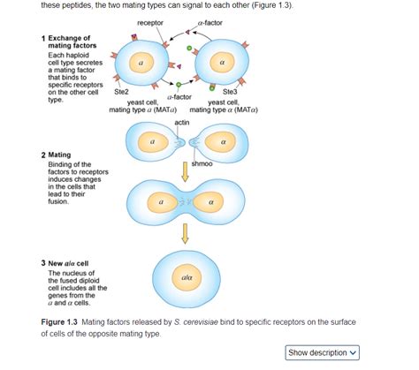 Solved 1 Yeast Pheromones And The Mating Response Mating In
