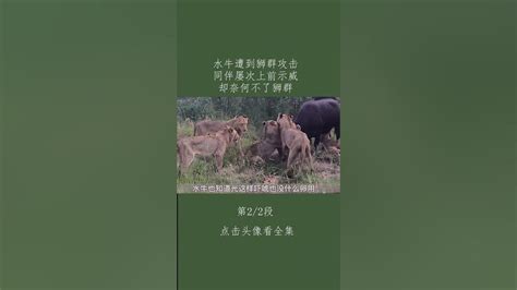 水牛遭到狮群攻击 同伴屡次上前示威 却奈何不了狮群 弱肉强食的动物世界 狮子 动物世界的战斗 水牛 神奇动物在抖音 Youtube
