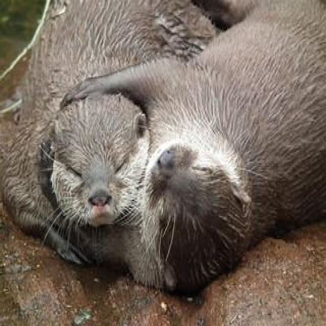 Marine Species Classifier Classification Dataset And Pre Trained Model By Marinebio