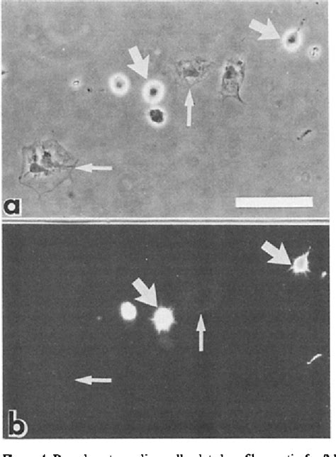 Figure 4 From Selective Interaction Of Peripheral And Central Nervous