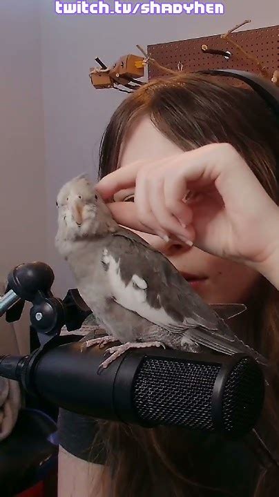 Faust Is So Cute Cockatiels Youtube