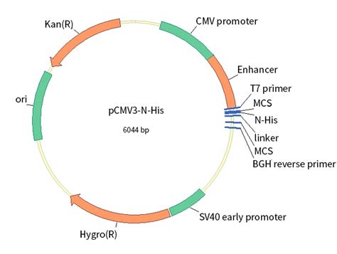 Pcmv3 N His Vector Overview Sino Biological