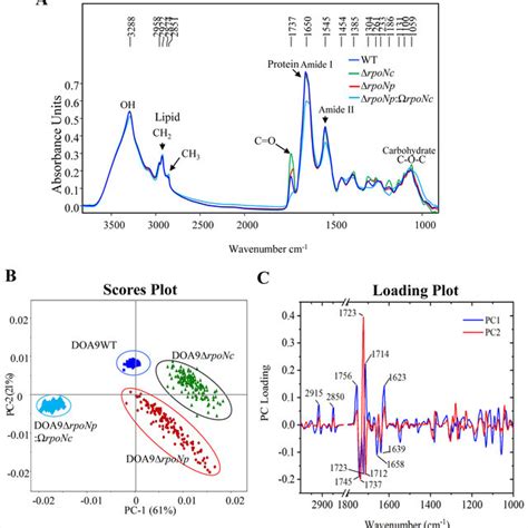 Average Ftir Spectra Of Nodules From A Americana That Were Elicited Download Scientific