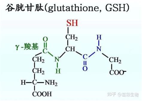 氧化应激谷胱甘肽指标 知乎