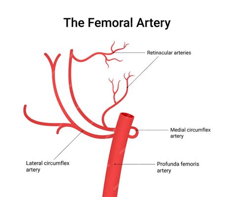 Premium Vector Structure Of Femoral Artery Anatomy