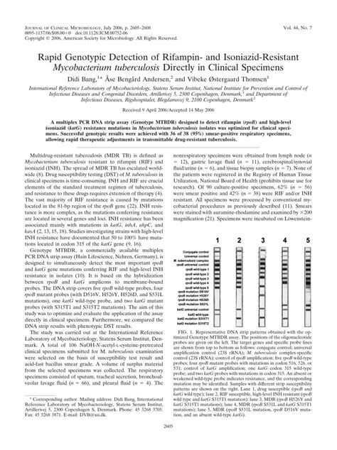 Pdf Rapid Genotypic Detection Of Rifampin And Isoniazid Resistant